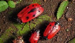 [REVEALED] Bugs That Start With L - WhatStartsWith.com